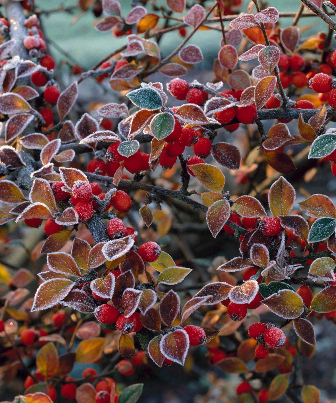 Shrubs with winter berries: 10 colorful choices | Homes and Gardens