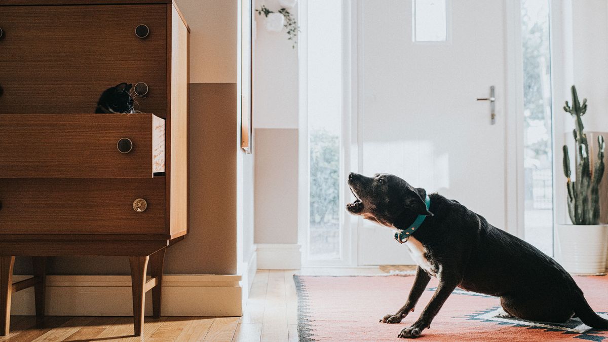 My reactive dog impacted my entire household, here's what I did about ...