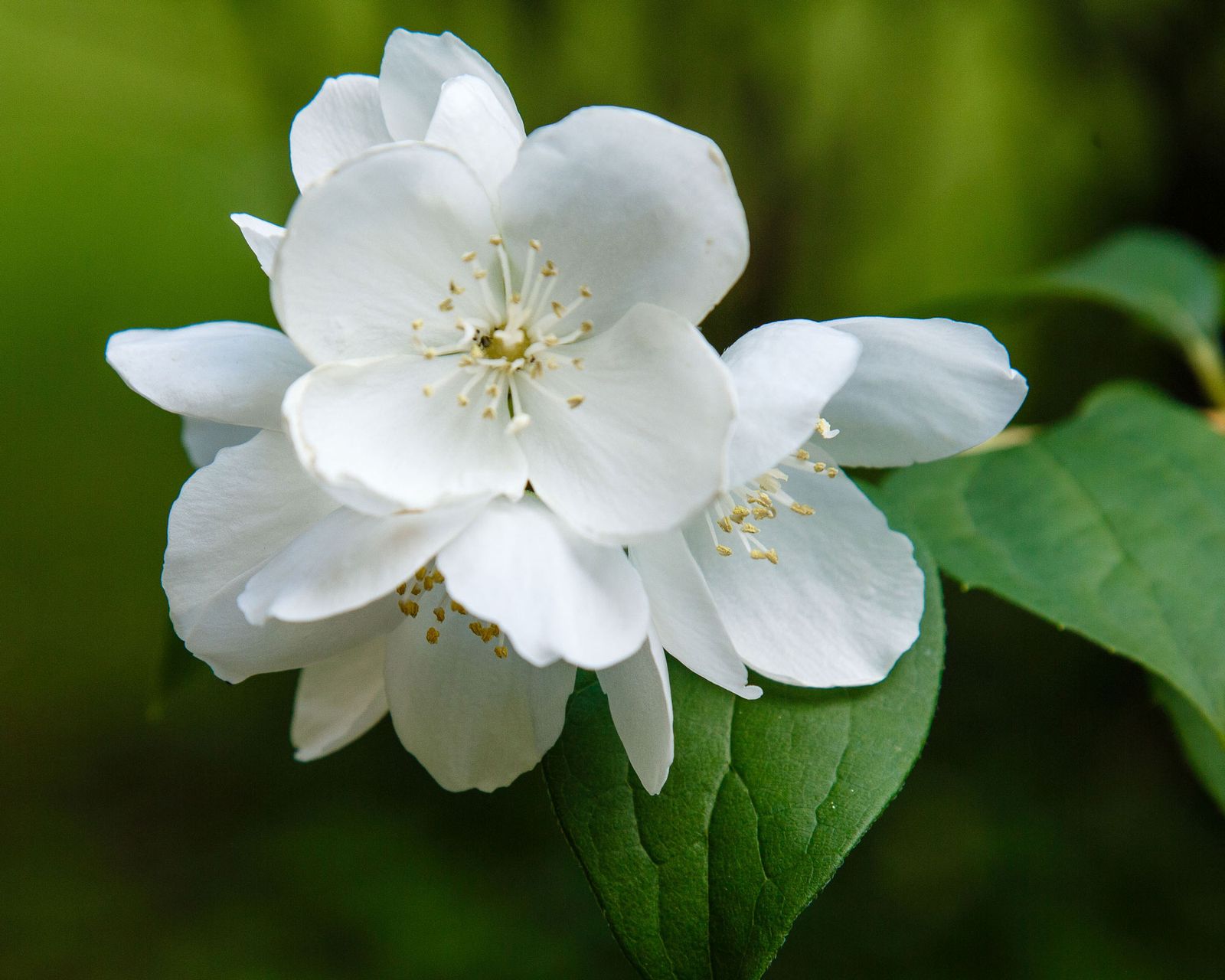 Sensory garden plants: the 10 best to grow in your garden | Homes and ...