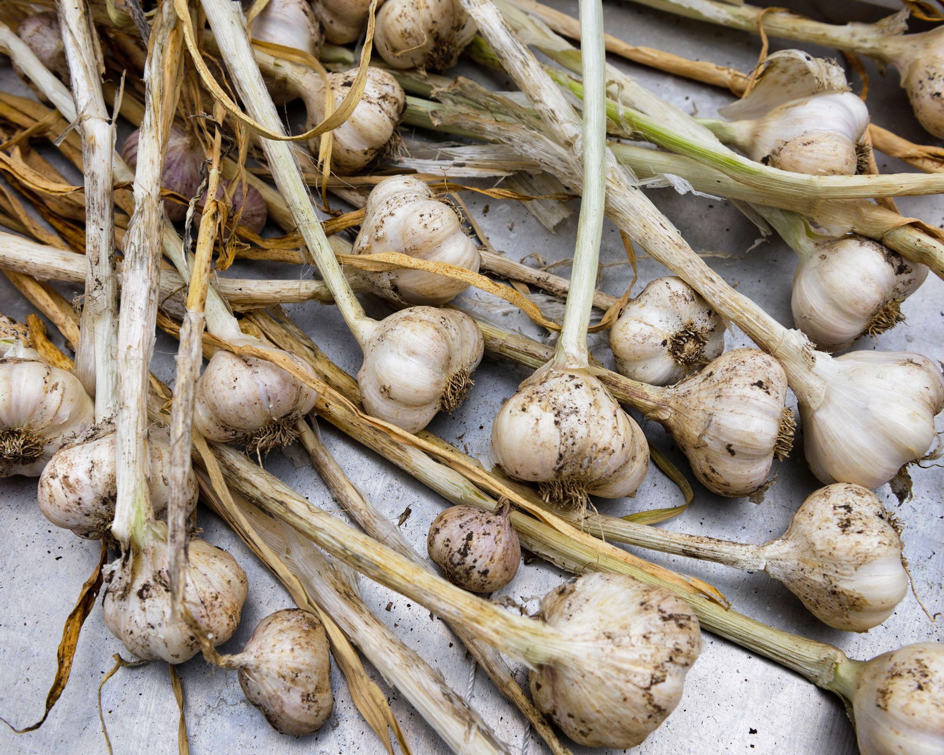 Plaiting garlic: expert advice for mastering the traditional technique ...