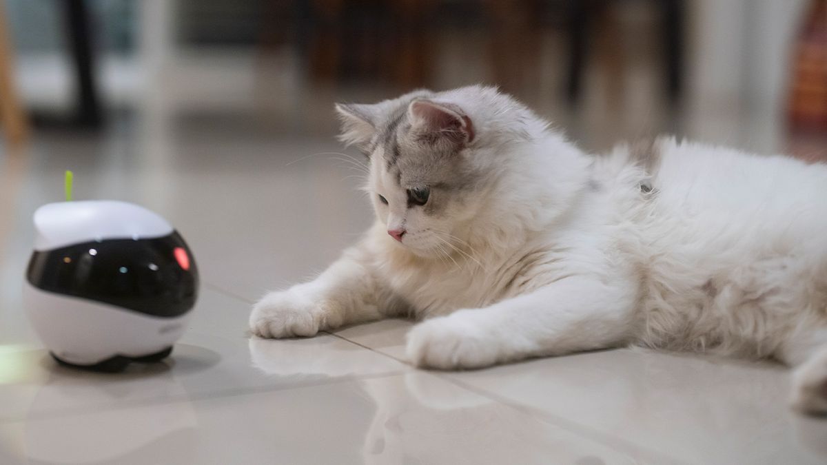 Survey reveals what technology pet owners wish for in future | PetsRadar