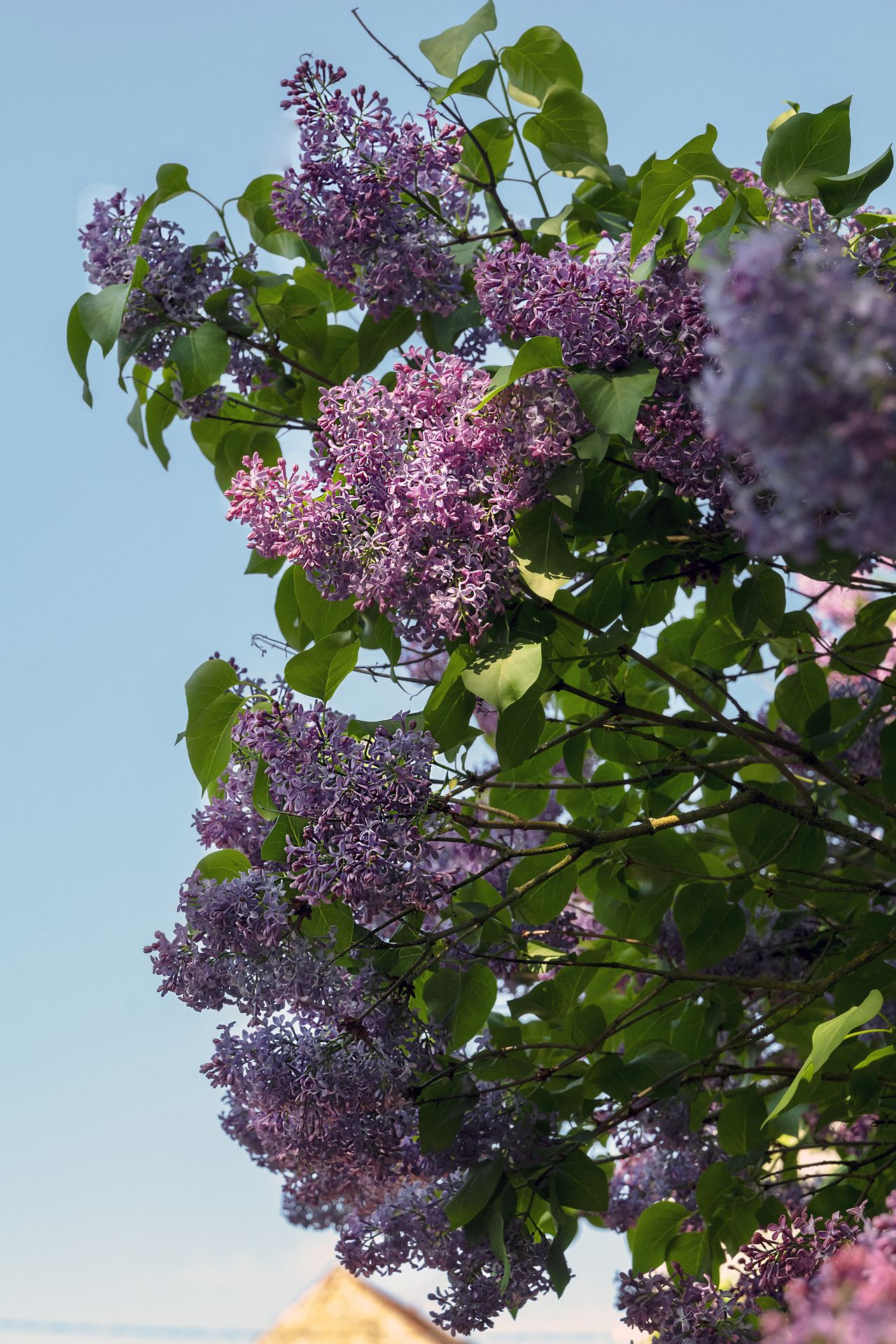 How to prune lilac | Homes and Gardens
