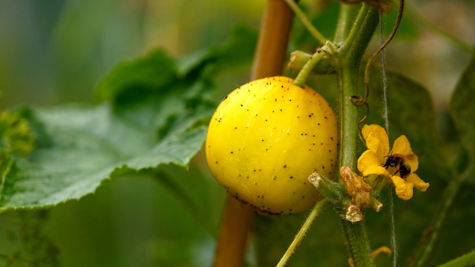 How to grow lemon cucumbers in your vegetable garden | Homes and Gardens