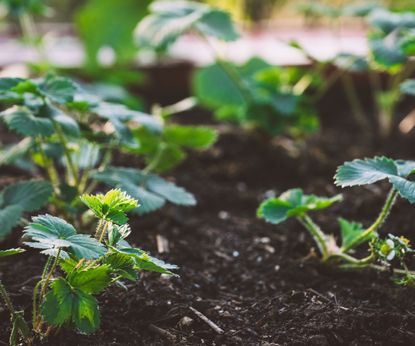 Problems with strawberries: expert tips for common issues | Homes and ...