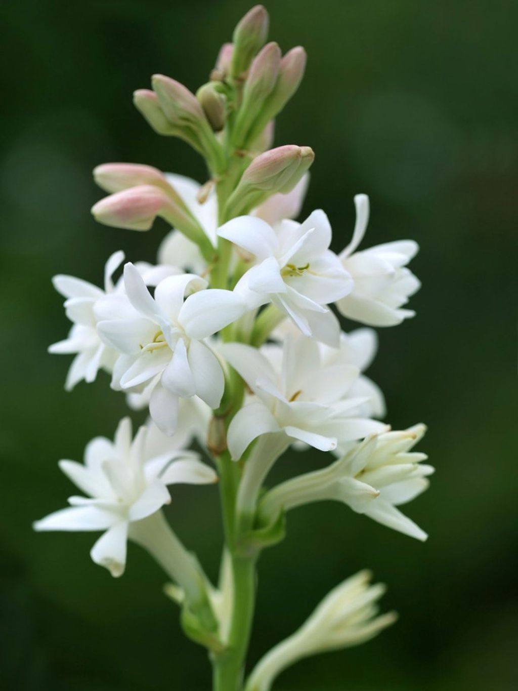 Planting A Tuberose Bulb – How Deep To Plant Tuberose | Gardening Know How