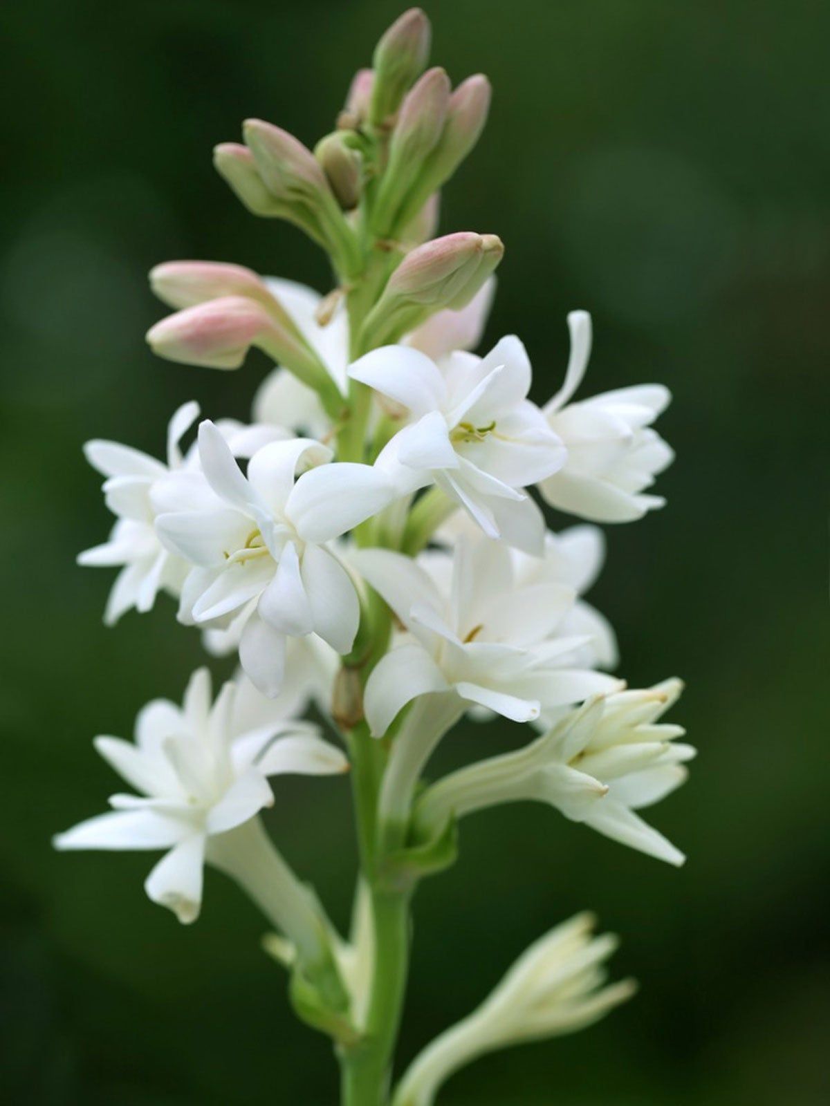 Planting A Tuberose Bulb – How Deep To Plant Tuberose | Gardening Know How