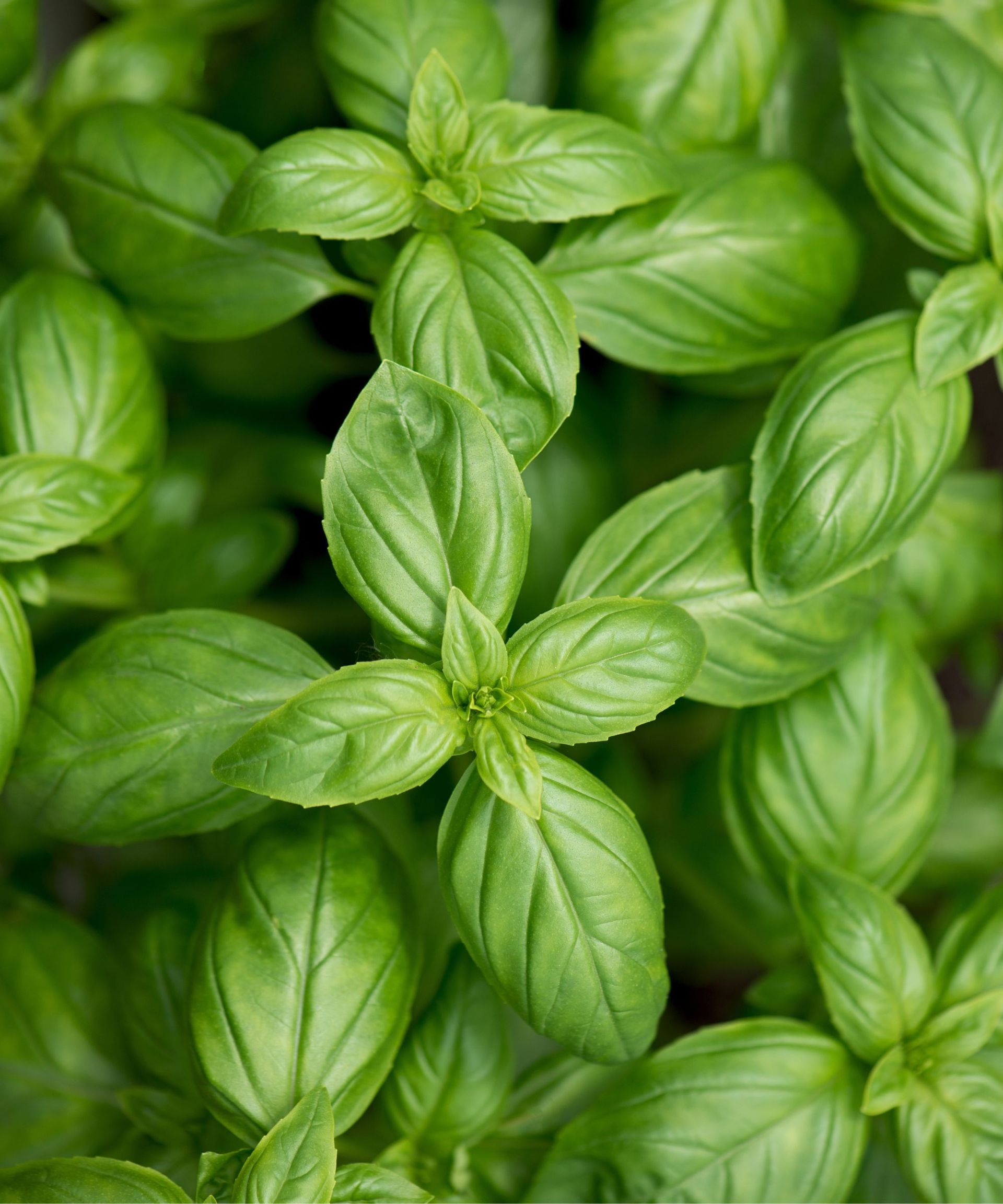 How often to water basil: expert advice for healthy herbs | Homes and Gardens