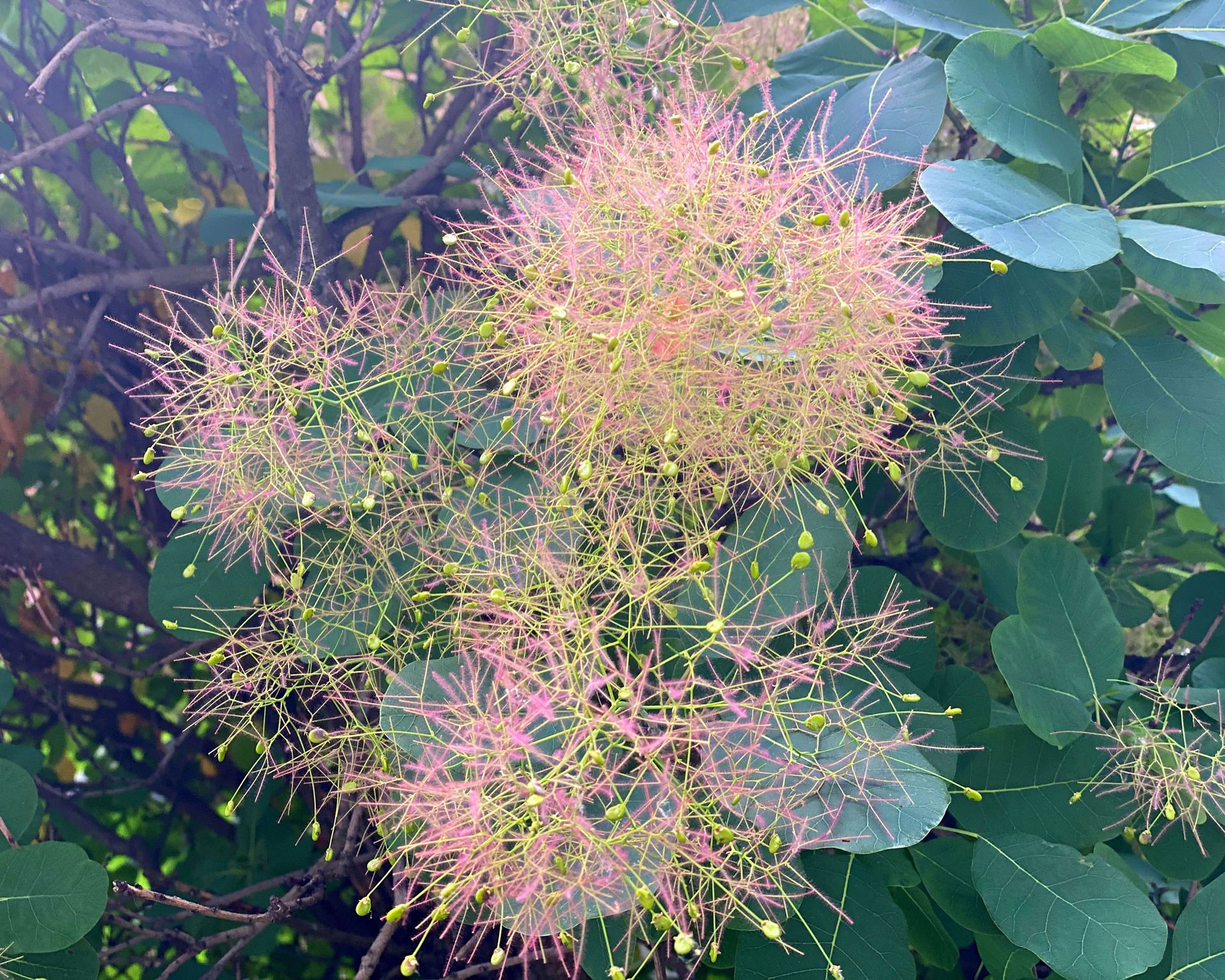 Mediterranean plants: the 10 best to grow in your backyard | Homes and ...