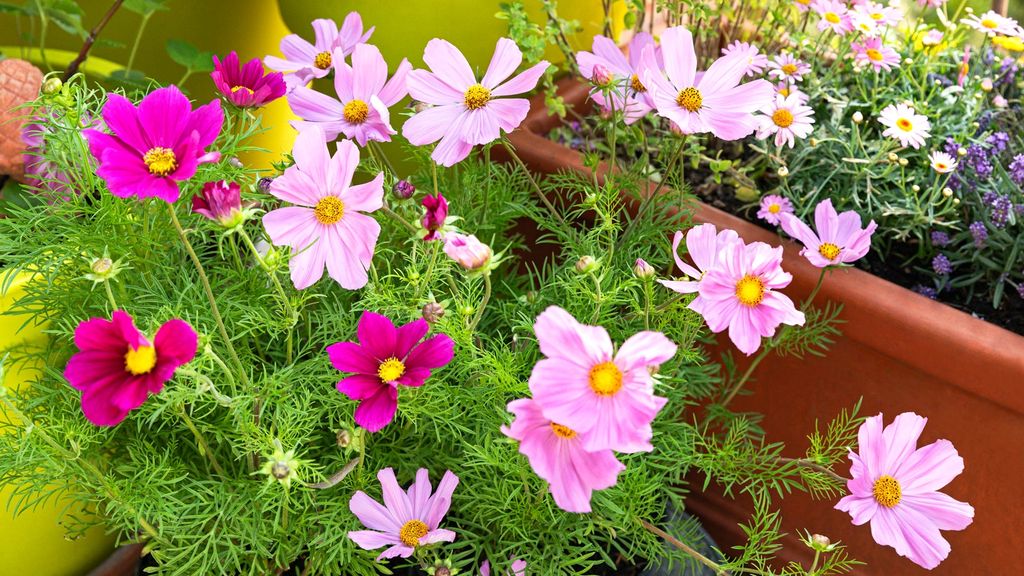 Grow A Cut Flower Container Garden For Pretty Blooming Pots | Gardening ...