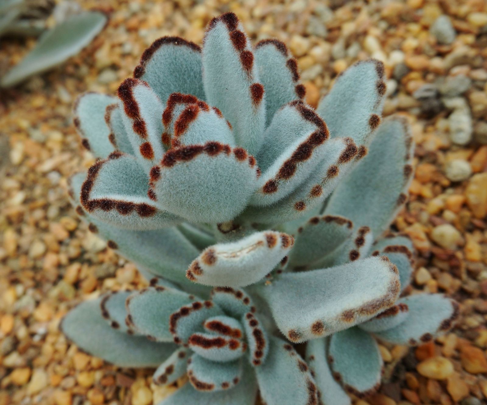 Grow These 5 Fuzzy Leaf Plant Options For Sensory Gardens | Gardening ...