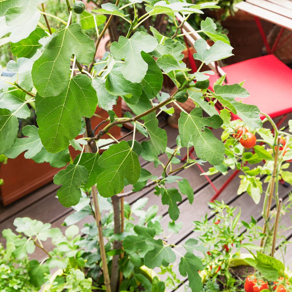 How to grow a fig tree in a pot for a Mediterranean garden | Ideal Home