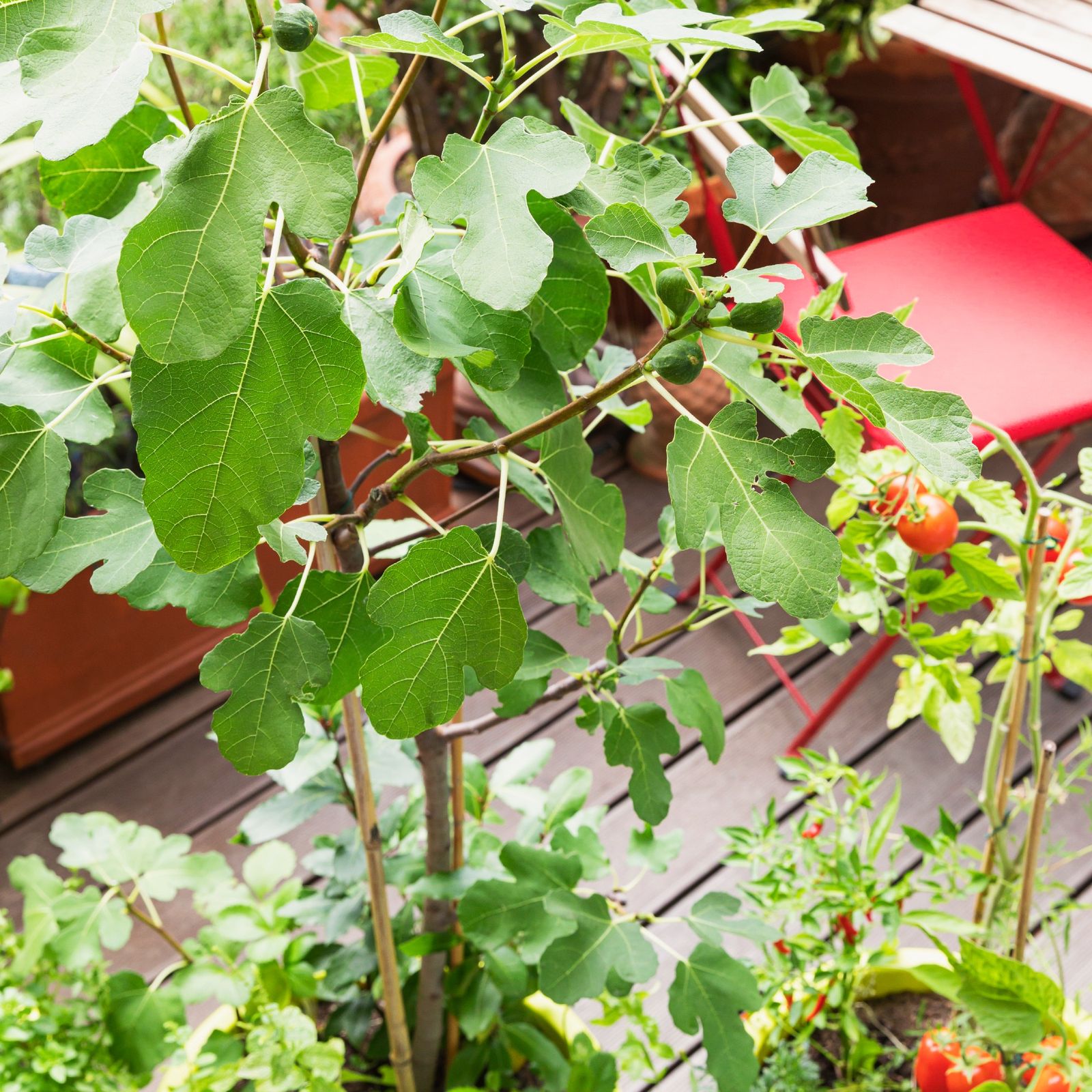 How to grow a fig tree in a pot for a Mediterranean garden | Ideal Home