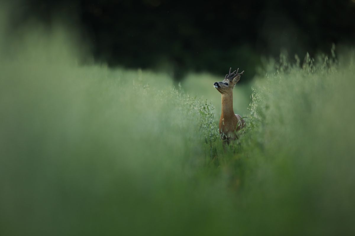 5 tips for photographing roe deer from a wildlife award-winner ...