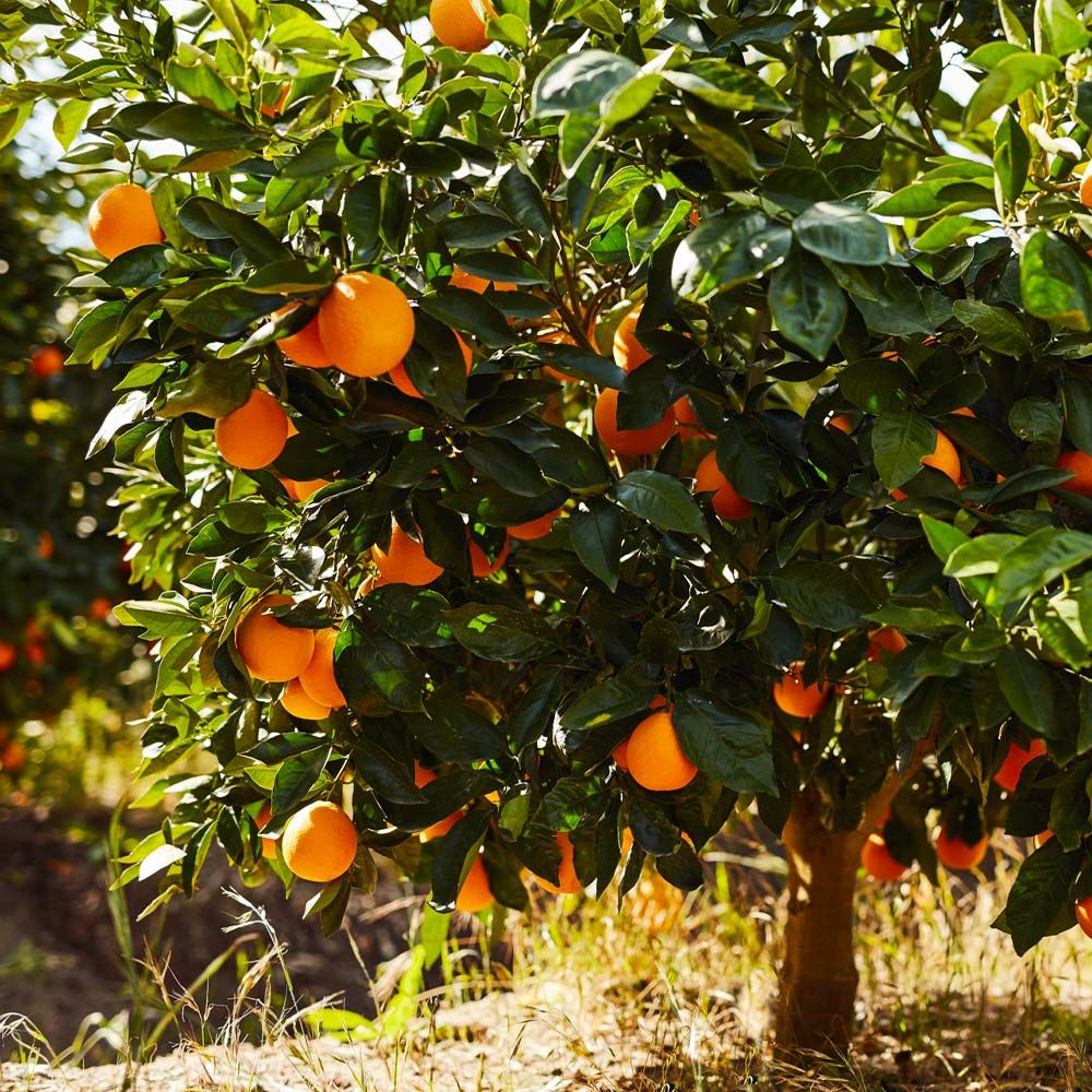 How to grow an orange tree - expert tips for happy fruits | Homes and ...