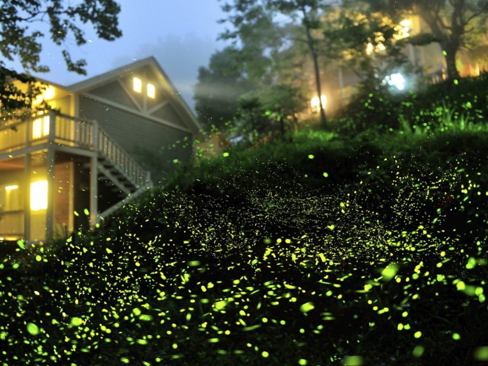 How Light Pollution Causes Firefly Population Decline | Gardening Know How
