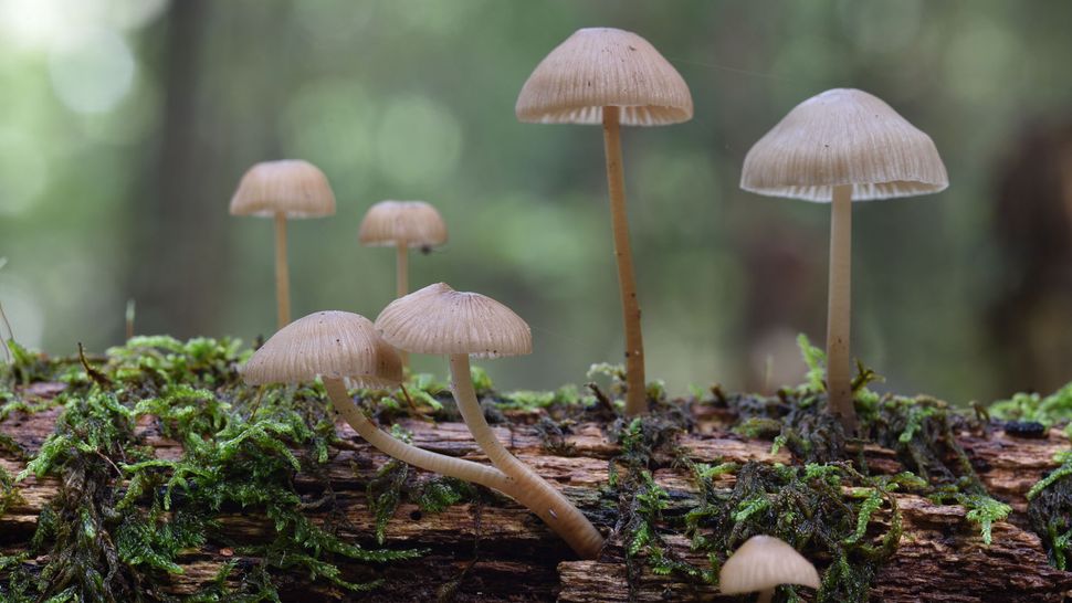 Psilocybin: The main ingredient in 'magic' mushrooms | Live Science