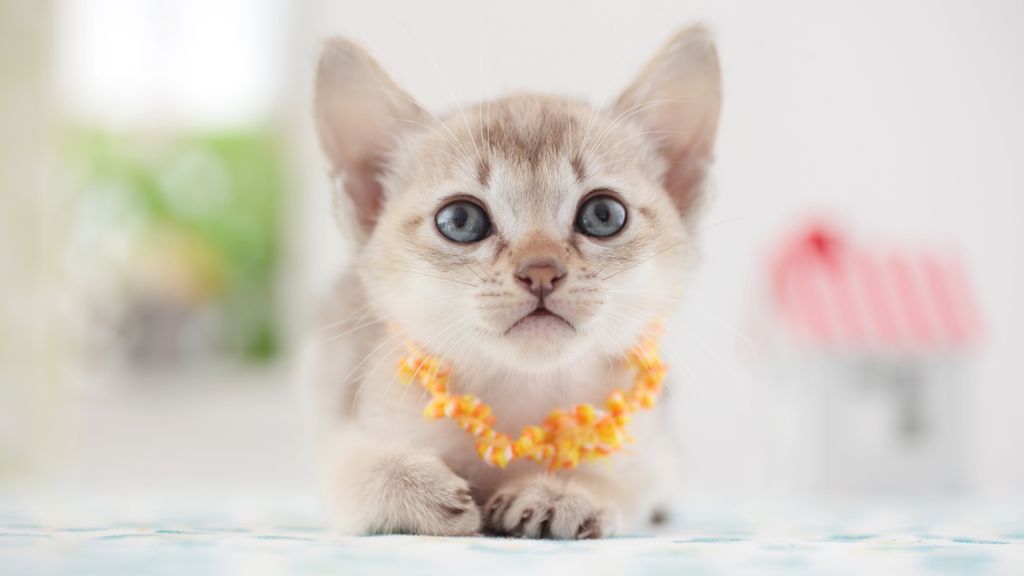 32 types of rare cat breeds | PetsRadar