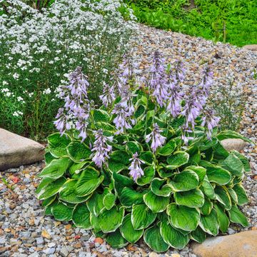 Edimentals: 9 pretty vegetables to grow in flower beds | Ideal Home