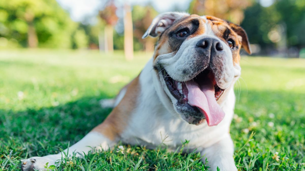 Dehydration in dogs: Signs, causes and when to see a vet | PetsRadar