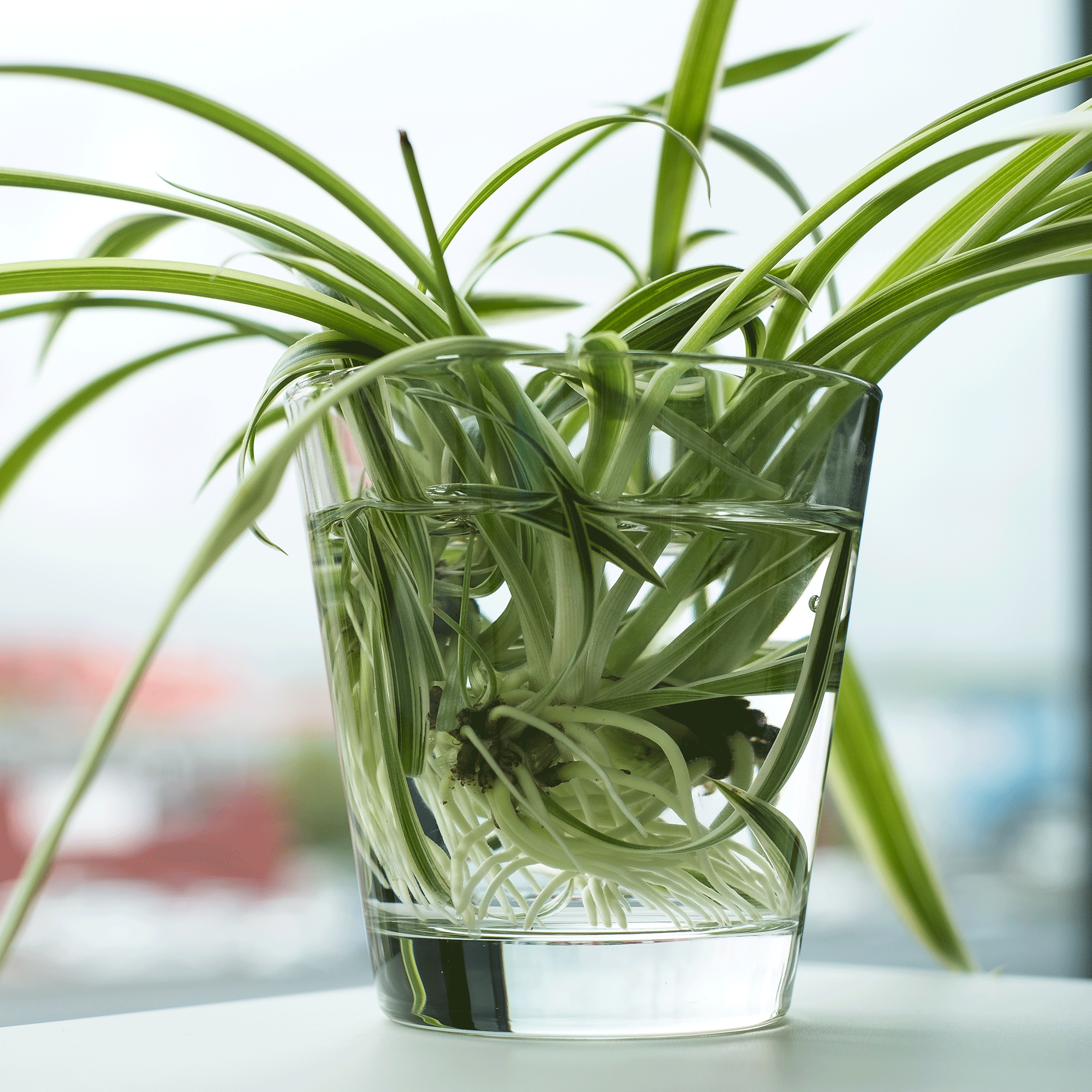 How to grow spider plant babies - Three foolproof ways…