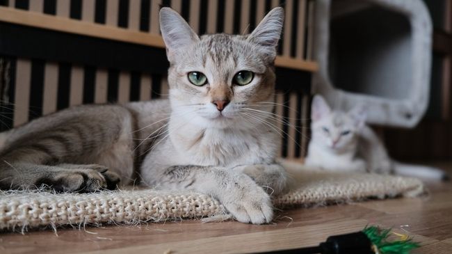16 friendliest cat breeds that make perfect pets | PetsRadar