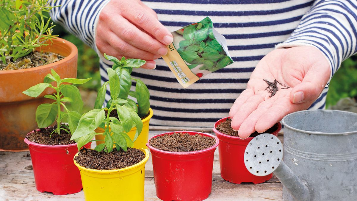 How To Grow Seeds Quickly: 8 Tricks For Fast Flowers & Crops ...