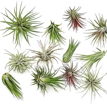 Types of air plants: 8 varieties and how to care for them | Homes and ...