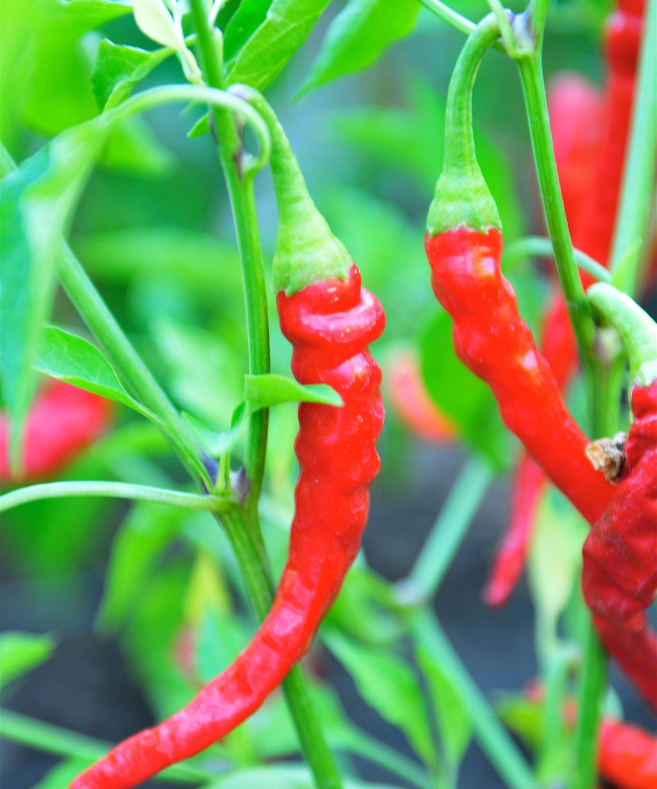 How and when to prune pepper plants for the biggest harvests | Homes ...