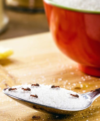 How to get rid of sugar ants: a simple step-by-step guide | Homes and ...