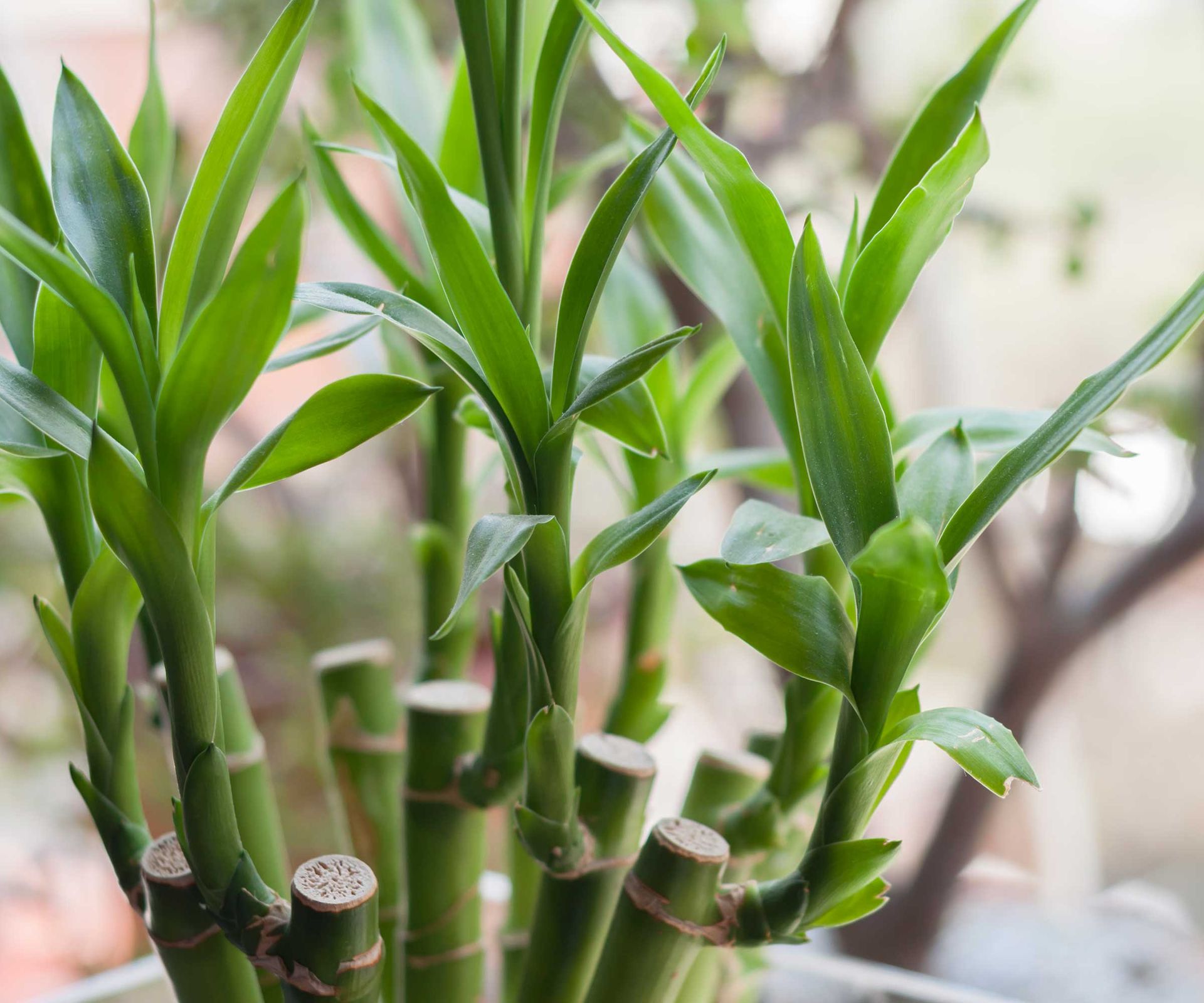 How to repot an indoor bamboo: tips for lucky bamboo | Homes and Gardens