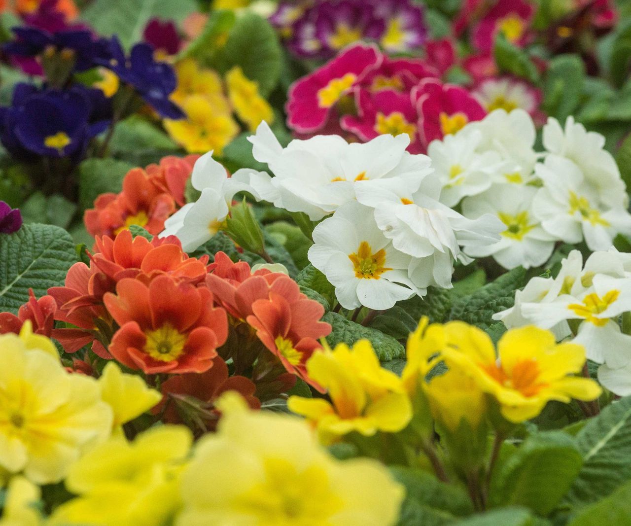 Primroses care and growing guide: Expert tips | Homes and Gardens
