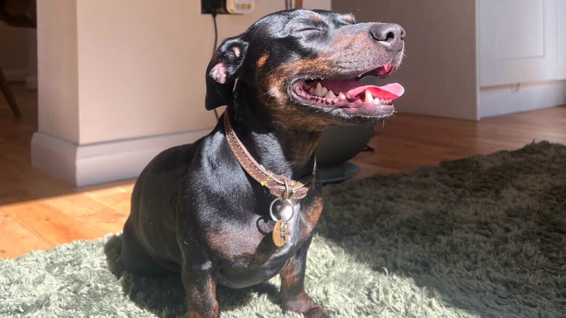 I just turned dogs into humans using this viral ChatGPT trend — here's how to do it | Tom's Guide