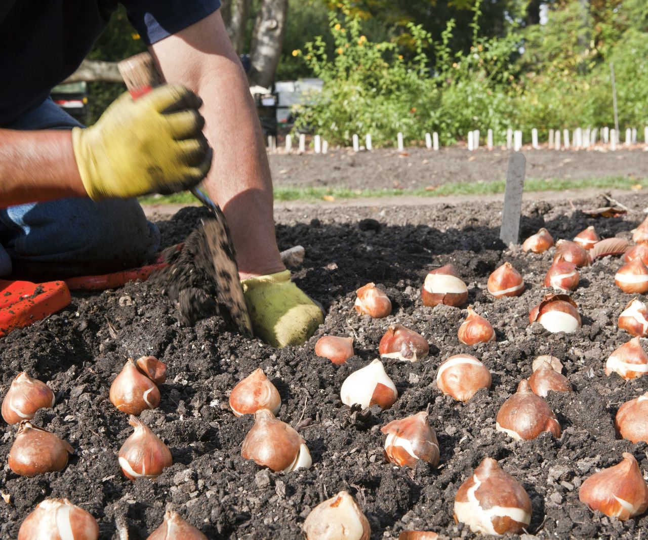 How deep to plant bulbs: know the correct depths | Homes and Gardens