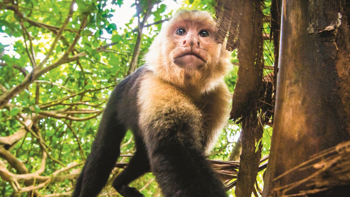 How to photograph wildlife using a wide-angle lens - Video tutorial ...