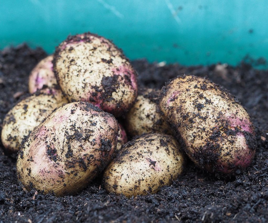 Best potato varieties: 12 top crops for your vegetable patch | Homes ...