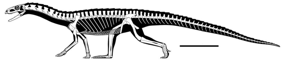 Photos: Early Dinosaur Cousin Looked Like a Croc | Live Science