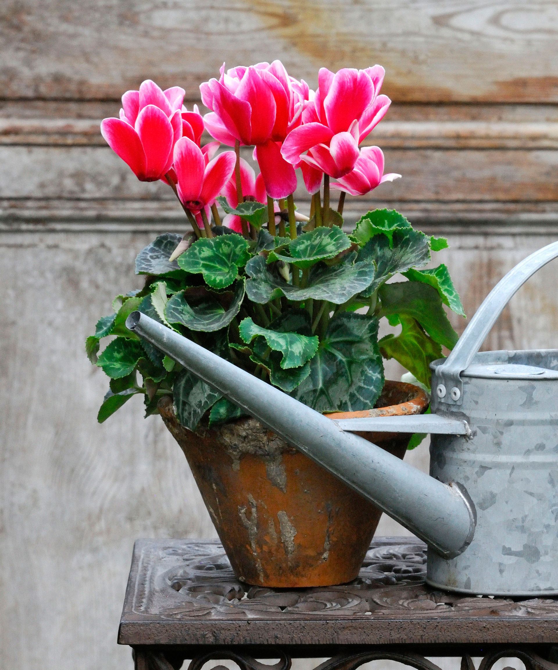 How to grow indoor cyclamen: for months of bright blooms | Homes and ...