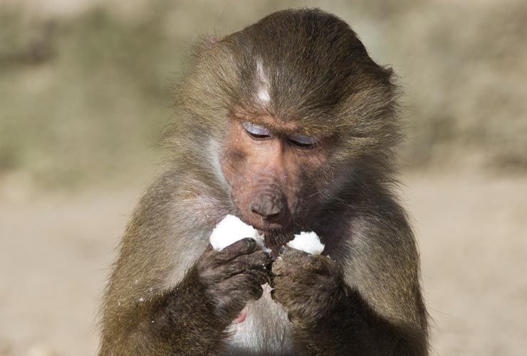 Monkey sentenced to life after boozy rampage | The Week