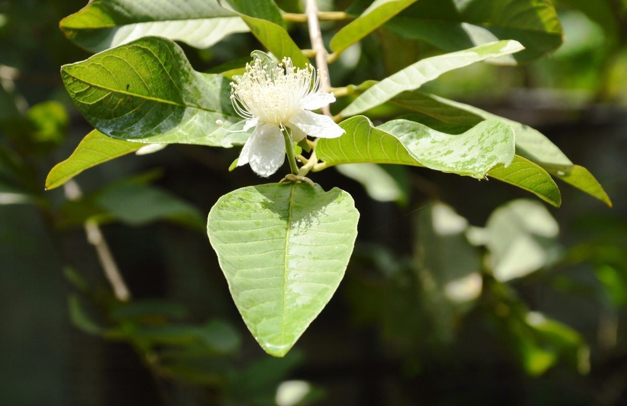 Tips & Information about Guava Trees | Gardening Know How