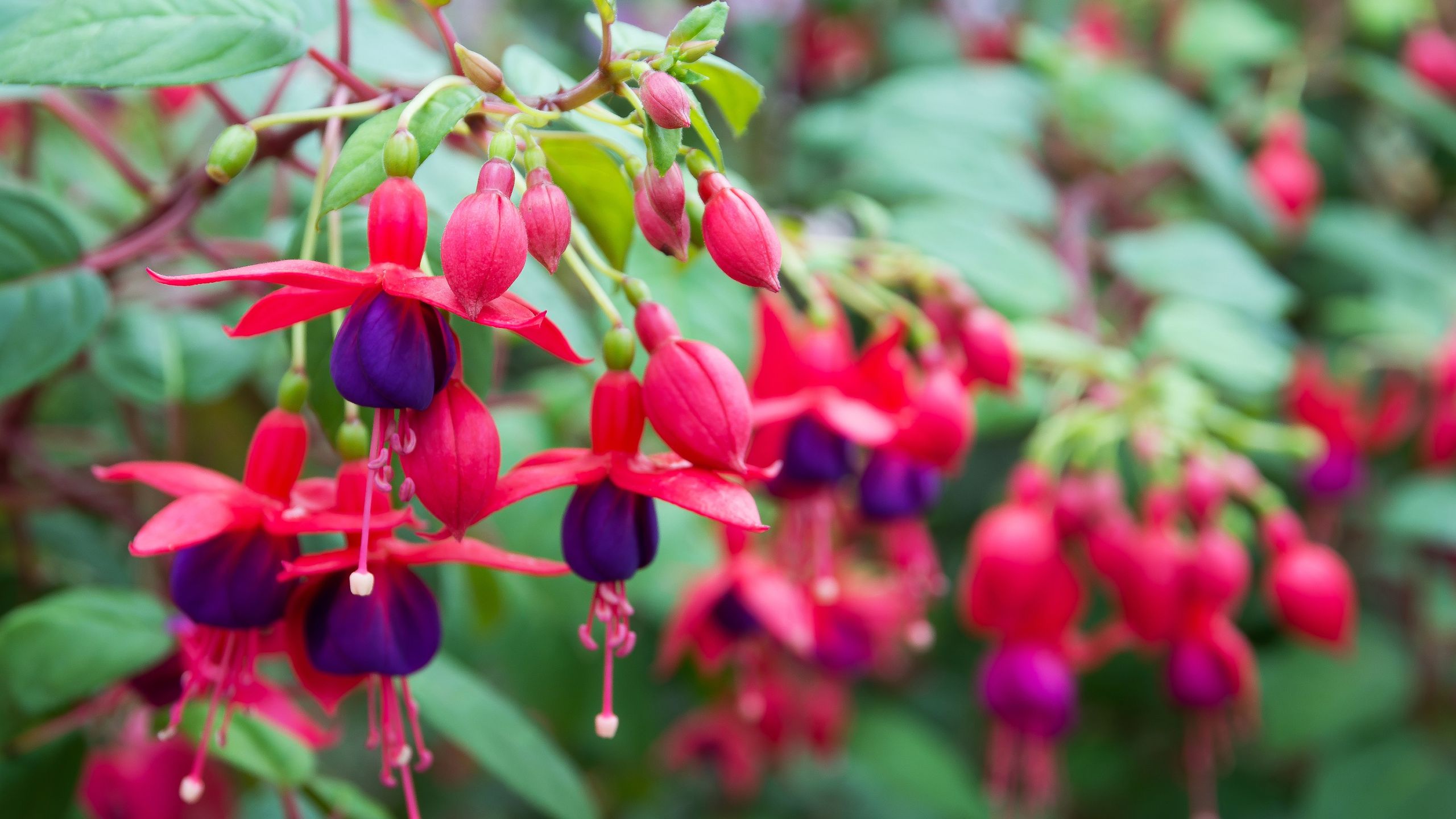 How to take a fuchsia cutting to grow a new plant for free | Ideal Home