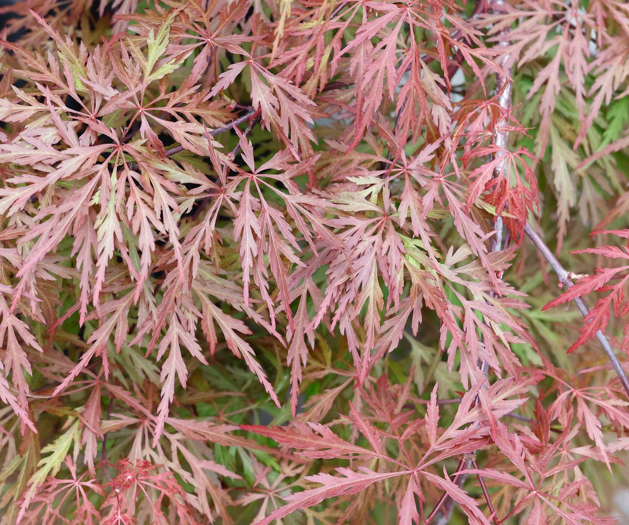 Japanese Maple Color All Year: Trees For 4-Season Beauty | Gardening ...