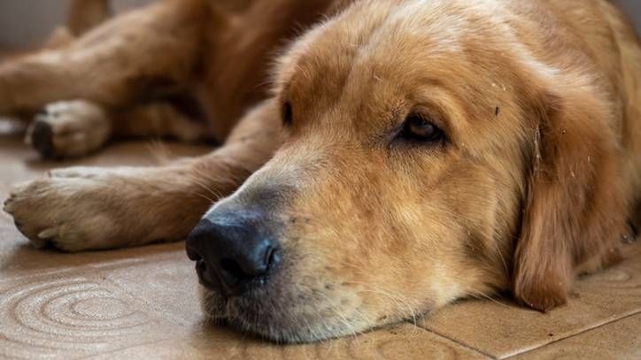 Mosquito bites on dogs: Vet's guide to protecting and treating your ...