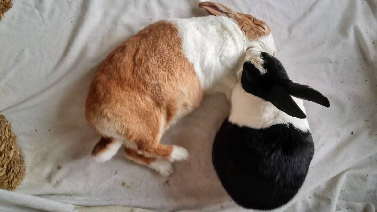 Do rabbits hibernate? The answer may surprise you. | PetsRadar