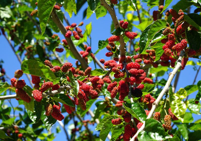 Best fruit trees: 10 to grow in your backyard | Homes and Gardens