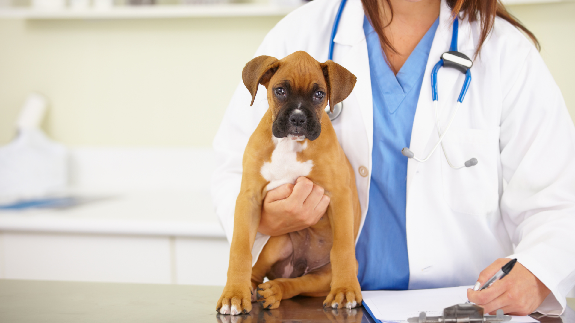 Dilated cardiomyopathy in dogs | PetsRadar
