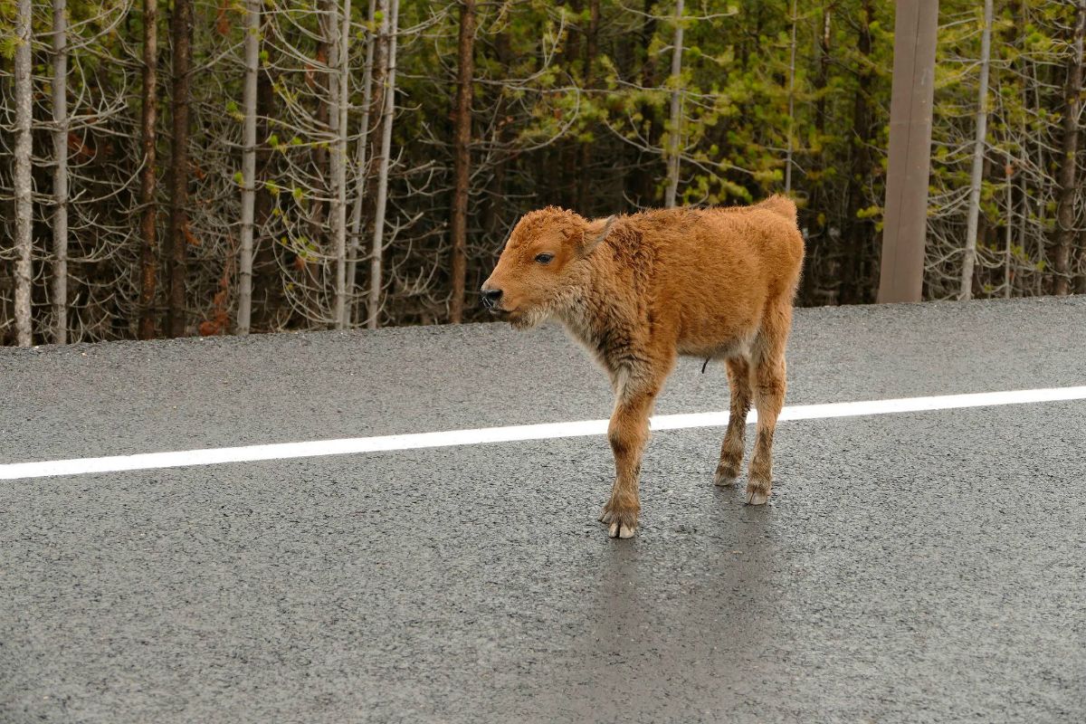 Lessons from a Baby Bison's Death: Don't. Touch. Wildlife | Live Science