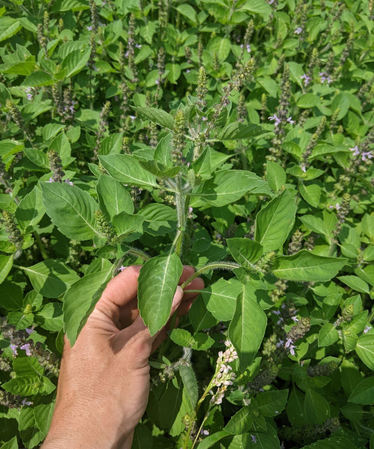 Plants that represent strength and empowerment: 7 species | Homes and ...