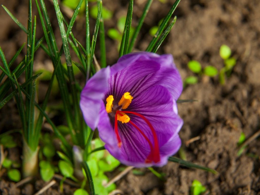 Saffron Flowers: How To Grow The Expensive Spice At Home | Gardening ...