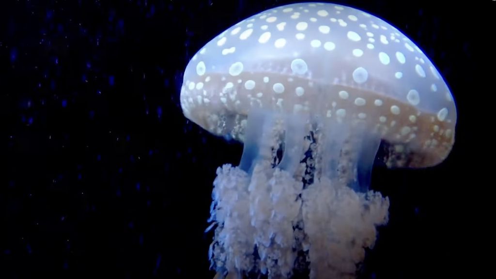 Maynard James Keenan’s 8-year-old daughter Lei Li releases her video for Puscifer remix A ...