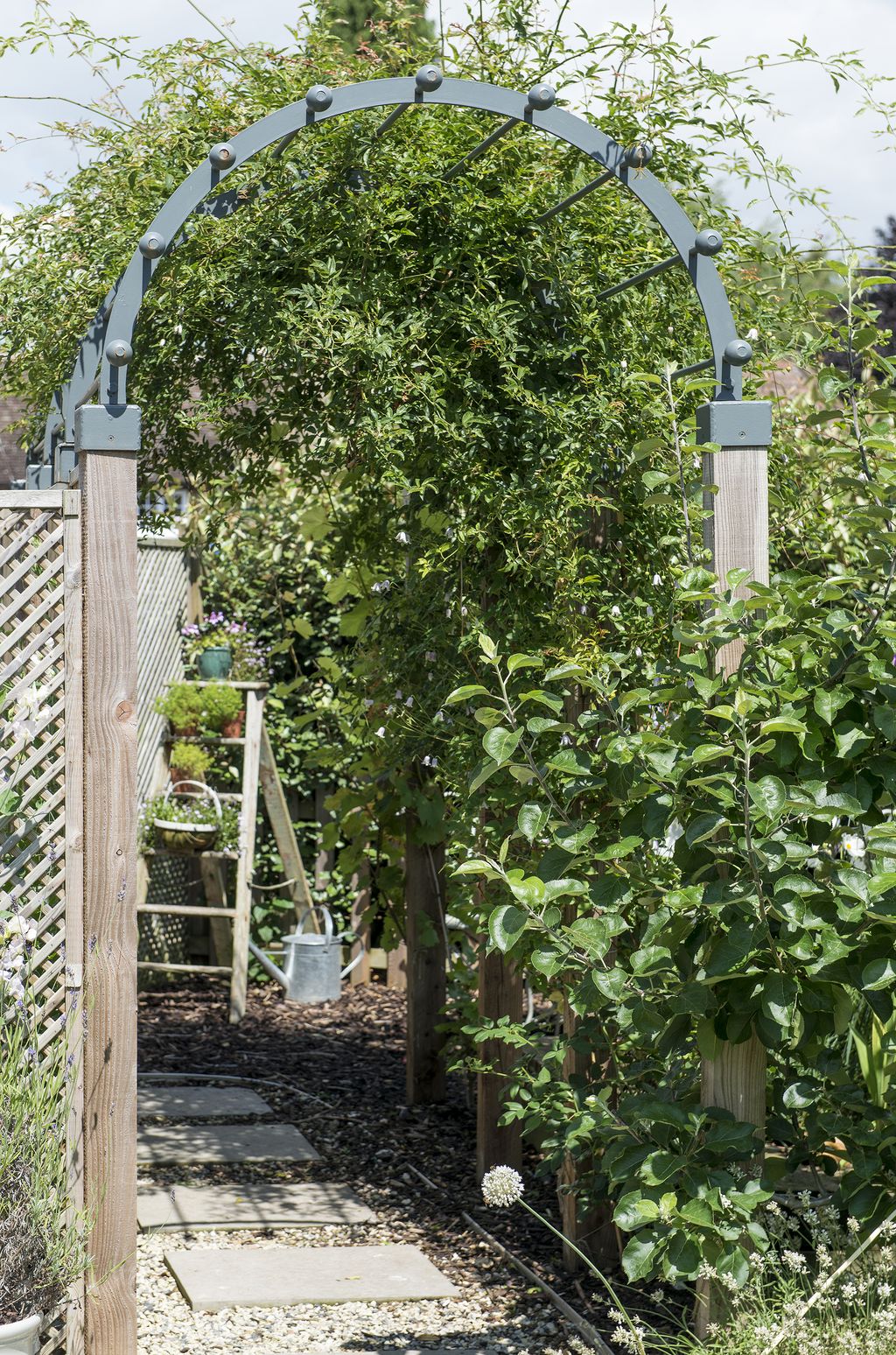 How to grow jasmine | Homes and Gardens